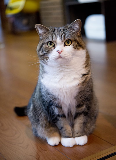 Meet YouTube’s most watched animal - Maru the cat | Guinness World Records