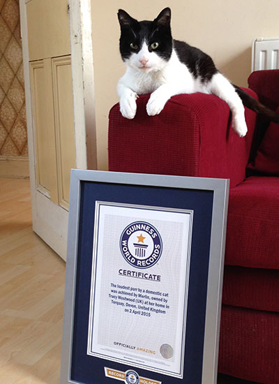 World Cat Day: A timeline of fascinating feline record breakers ...