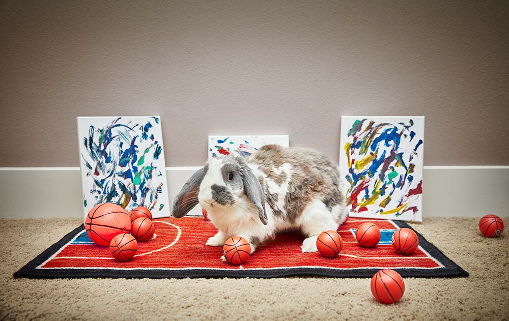 Bini the basketball-playing bunny hops into the record books | Guinness ...