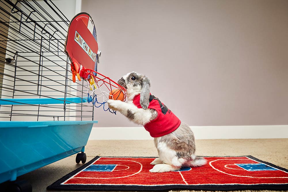 Bini the basketball-playing bunny hops into the record books | Guinness ...