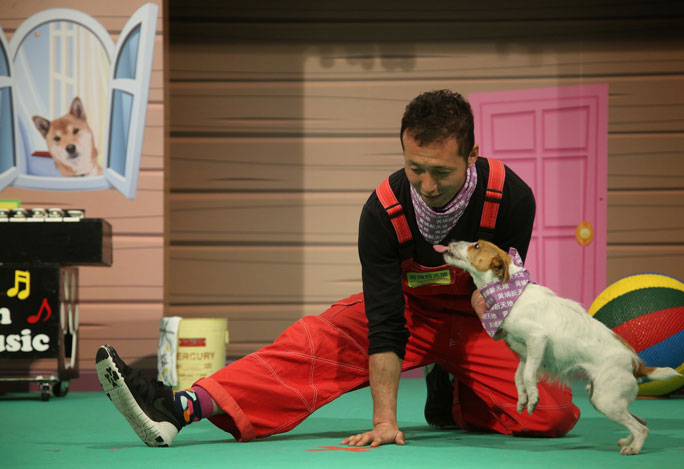 Jumping Jack Russell receives a Guinness World Records title ...