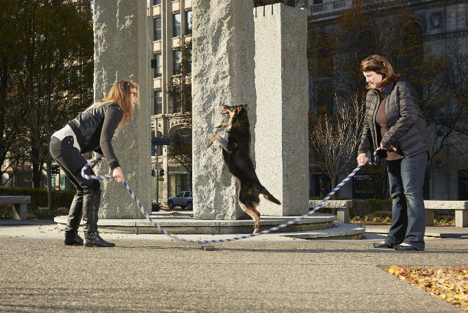 Meet two amazing record breaking dogs | Guinness World Records