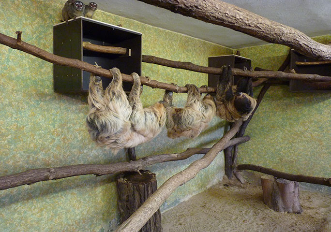 The world's oldest sloth! | Guinness World Records