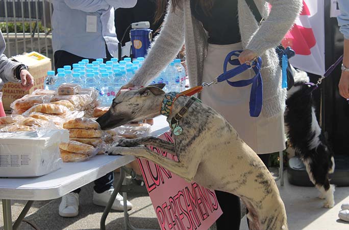 100 dogs try to get their paws on a record 🐶🐾 | Guinness World Records