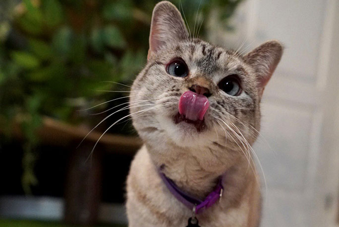 Meet Nala Cat: The Instagram star with A TON of followers | Guinness ...