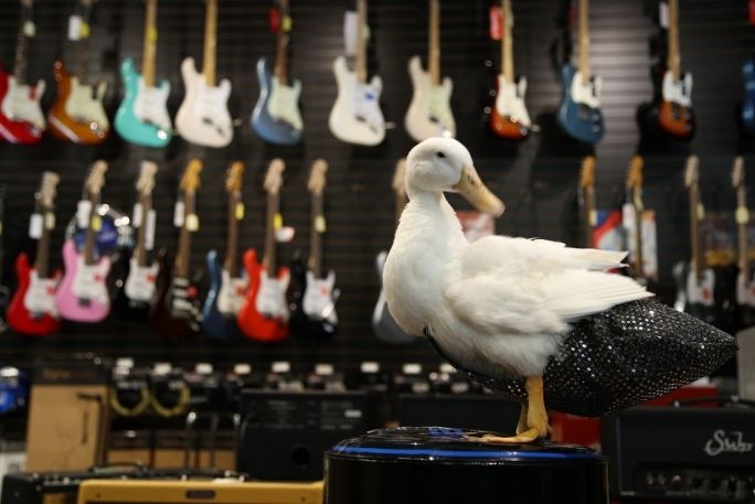 Instagram-famous duck waddles into Guinness World Records 2021 🦆📱📖 ...