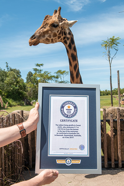 Say HIGH to Forest - the world’s tallest giraffe 🦒 | Guinness World Records