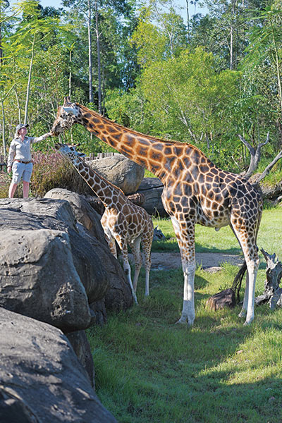 Say HIGH to Forest - the world’s tallest giraffe 🦒 | Guinness World Records