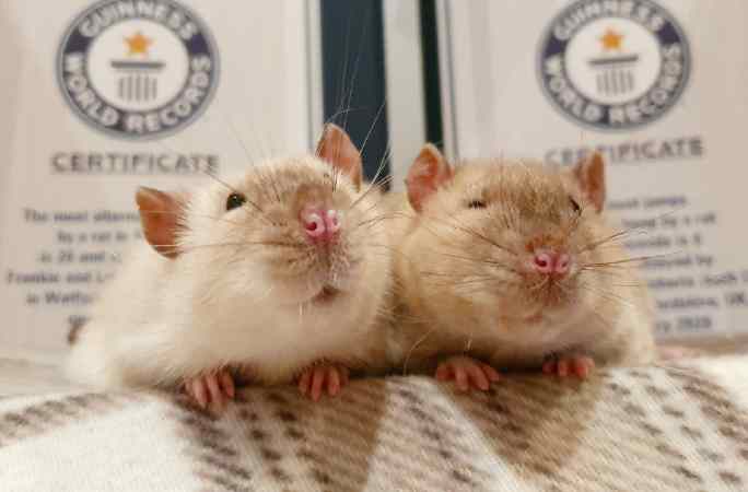 Meet the record-breaking rats that feature in Guinness World Records ...