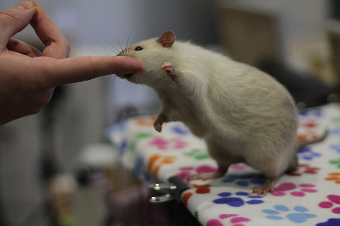 The stars of Guinness World Records 2021 revealed! 📖 | Guinness World ...