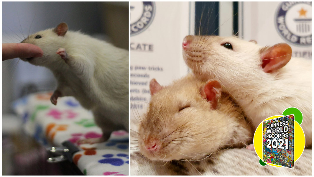Meet the record-breaking rats that feature in Guinness World Records ...