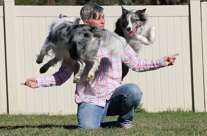 Meet the talented pups who achieved the most tricks in a minute ...
