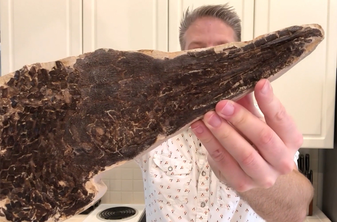 Five things dinosaur poop can teach us 💩 | Guinness World Records