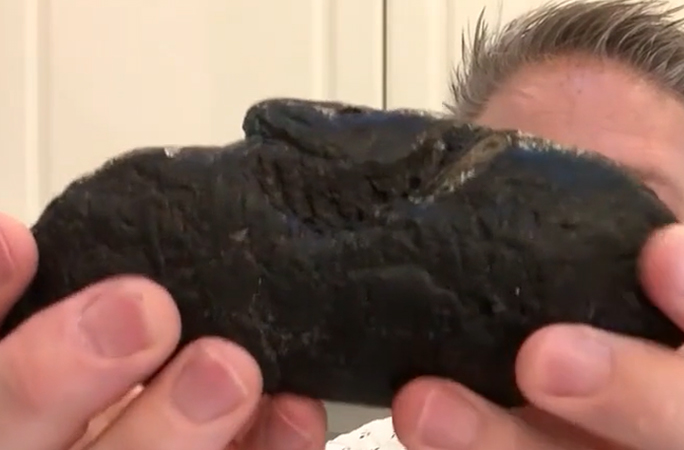 Five things dinosaur poop can teach us 💩 | Guinness World Records