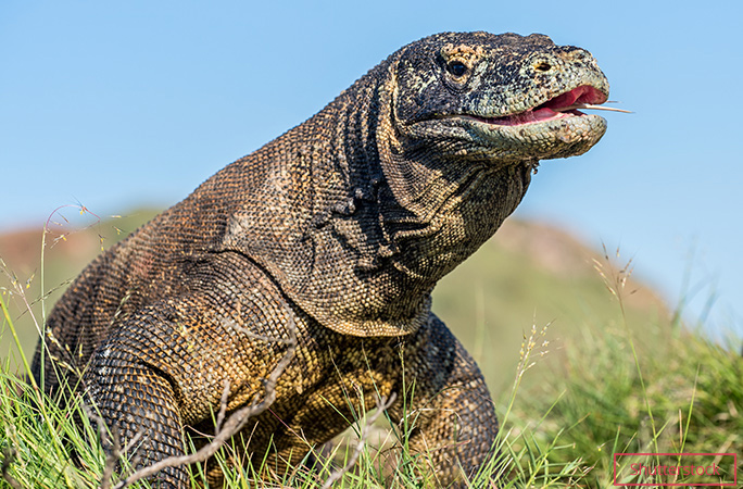 Reptiles with records: lizards, snakes, crocs and more | Guinness World ...