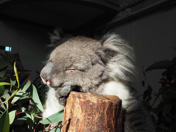 24-year-old koala, Midori, becomes the oldest in captivity ever 🐨 ...