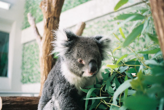 24-year-old koala, Midori, becomes the oldest in captivity ever 🐨 ...