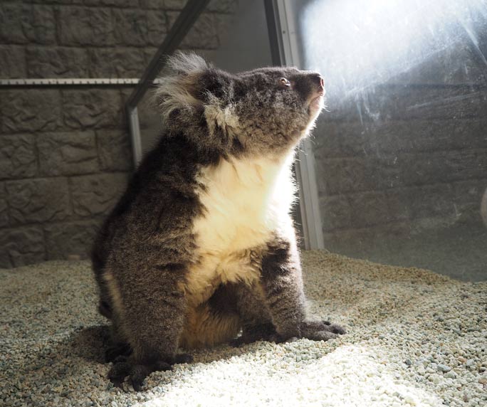 24-year-old koala, Midori, becomes the oldest in captivity ever 🐨 ...