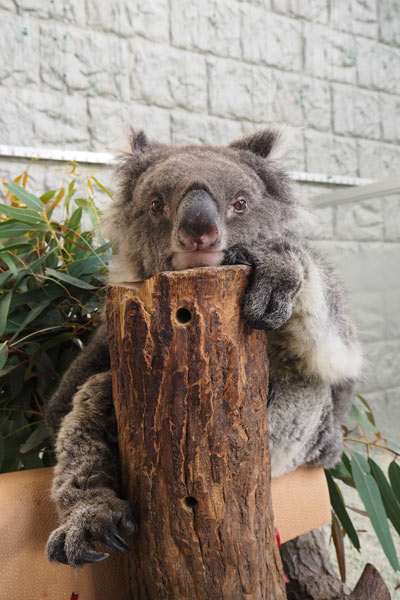 24-year-old koala, Midori, becomes the oldest in captivity ever 🐨 ...