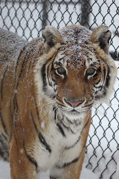 Meet Bengali - the world's oldest tiger! 🐯 | Guinness World Records