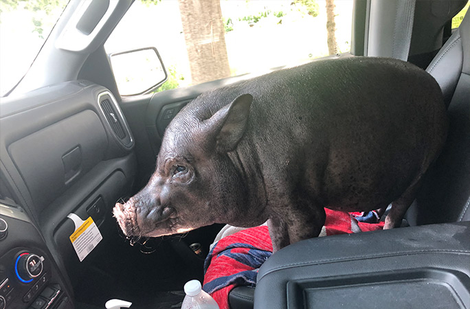 Baby Jane, aged 23, is the world's oldest pig! | Guinness World Records