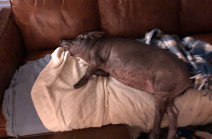 Baby Jane, aged 23, is the world's oldest pig! | Guinness World Records