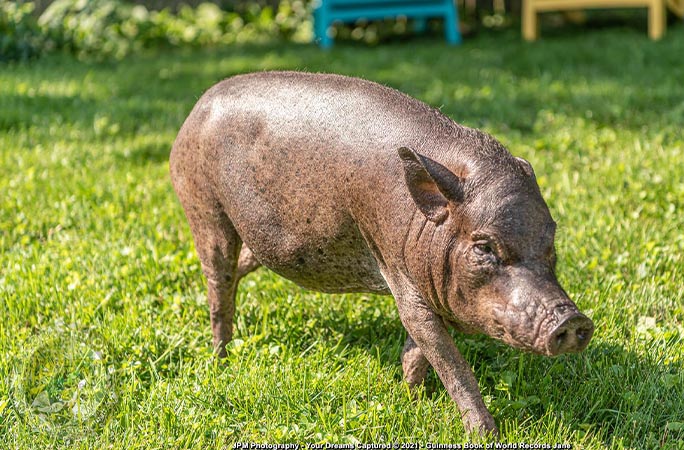 Baby Jane, aged 23, is the world's oldest pig! | Guinness World Records