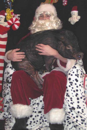 Baby Jane, aged 23, is the world's oldest pig! | Guinness World Records