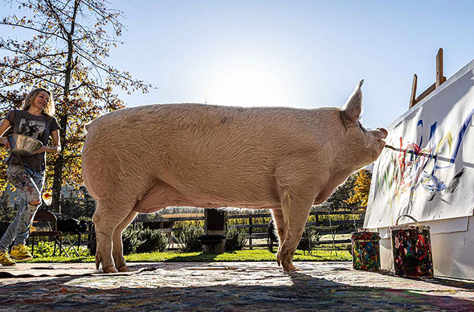 Meet Pigcasso, the piggy artist whose painting is worth £20,276 ...
