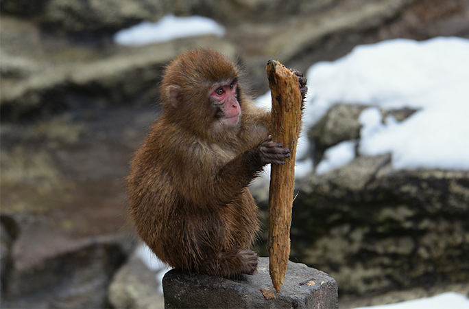 How do snow monkeys survive winter? By taking hot baths! 🐒 | Guinness ...