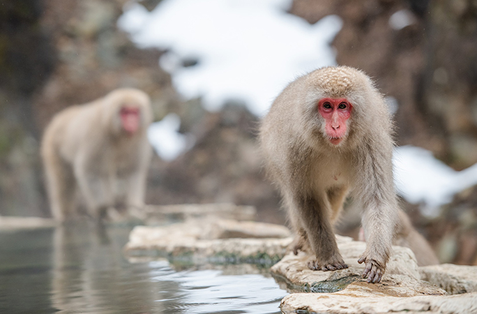 How do snow monkeys survive winter? By taking hot baths! 🐒 | Guinness ...