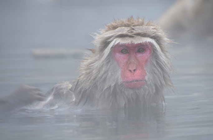 How do snow monkeys survive winter? By taking hot baths! 🐒 | Guinness ...