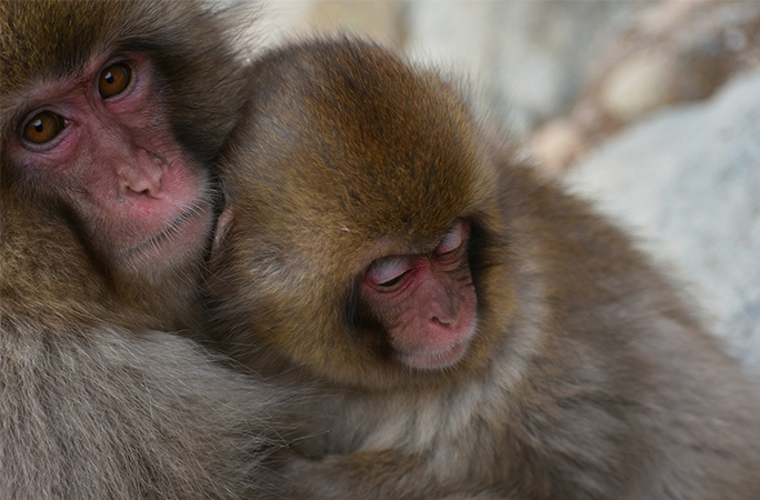 How do snow monkeys survive winter? By taking hot baths! 🐒 | Guinness ...