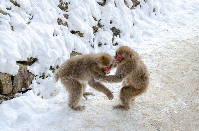 How do snow monkeys survive winter? By taking hot baths! 🐒 | Guinness ...