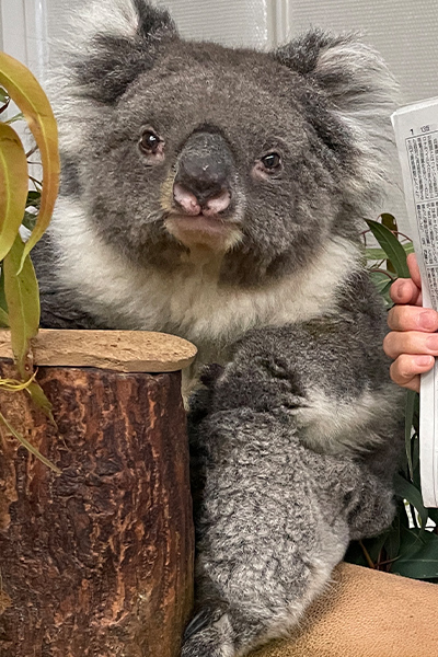 Midori and Wain are the oldest koala and wombat in the world | Guinness ...