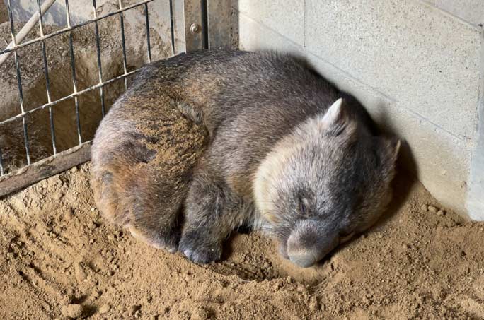 Midori and Wain are the oldest koala and wombat in the world | Guinness ...