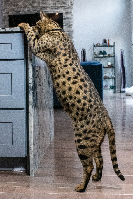 "Big lovable goofus" Fenrir confirmed as tallest cat alive 😻 | Guinness ...