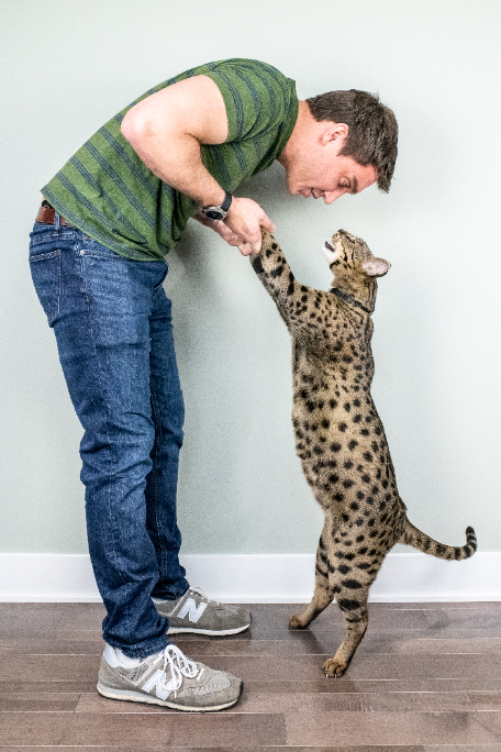 "Big lovable goofus" Fenrir confirmed as tallest cat alive 😻 | Guinness ...