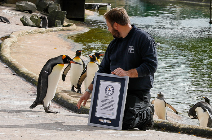 This penguin's name is Sir Nils Olav, and he is a Major General ...