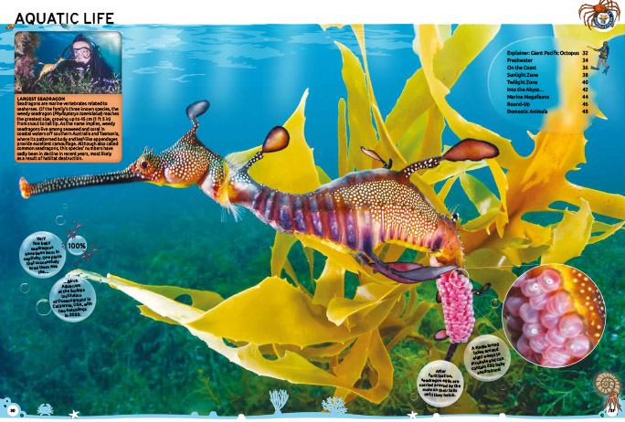 "I’ve always been crazy about oceans": meet CBBC presenter Steve ...