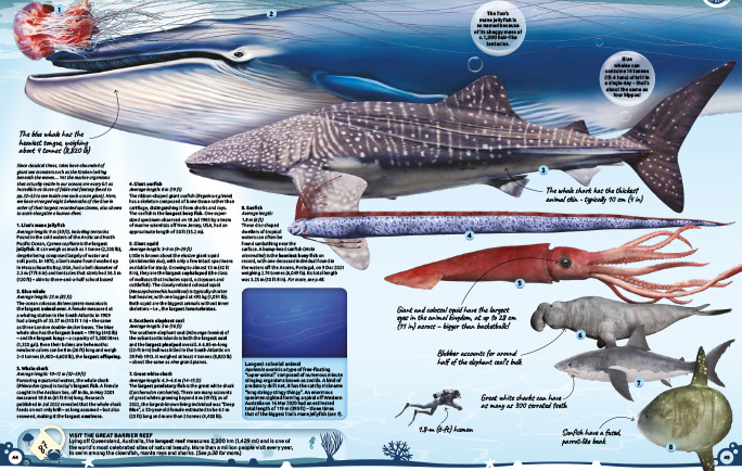 "I’ve always been crazy about oceans": meet CBBC presenter Steve ...