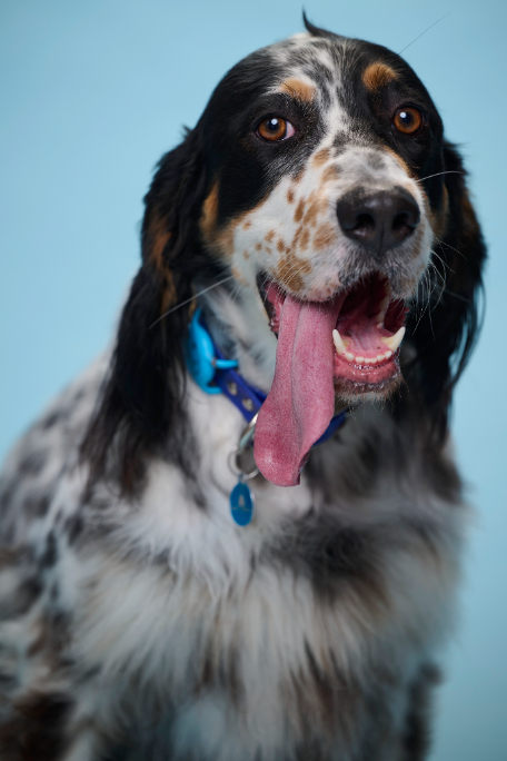 This dog's tongue is longer than a popsicle stick! | Guinness World Records