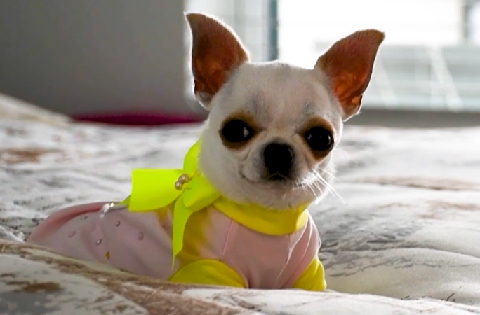 This is the world’s shortest dog, Pearl! | Guinness World Records