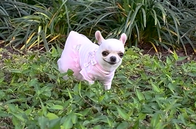 This is the world’s shortest dog, Pearl! | Guinness World Records