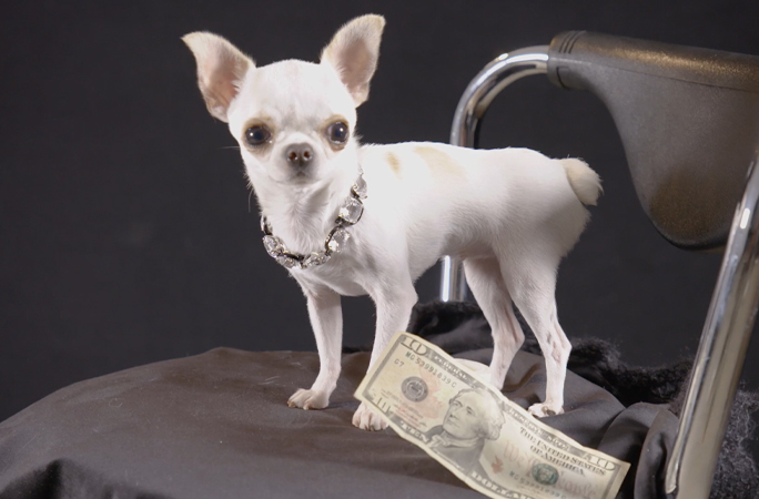 This is the world’s shortest dog, Pearl! | Guinness World Records