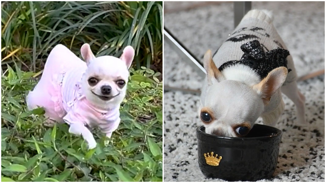 This is the world’s shortest dog, Pearl! | Guinness World Records