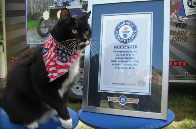 5 amazing cat records to celebrate Hug your Cat Day! | Guinness World ...