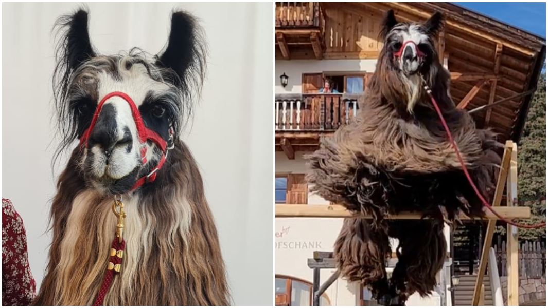 Llama becomes TV star after breaking leaping record | Guinness World ...