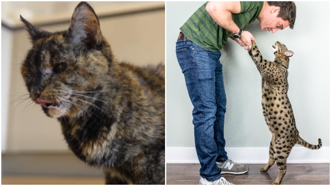5 amazing cat records to celebrate Hug your Cat Day! | Guinness World ...