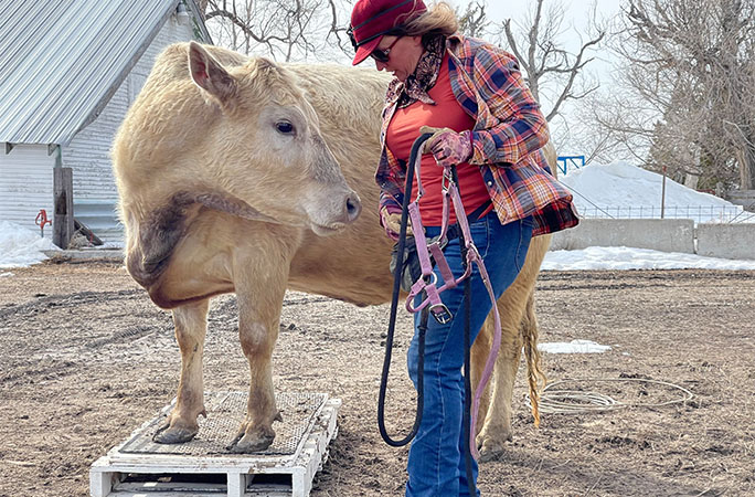 World's coolest cow performs 10 tricks in 60 seconds! | Guinness World ...